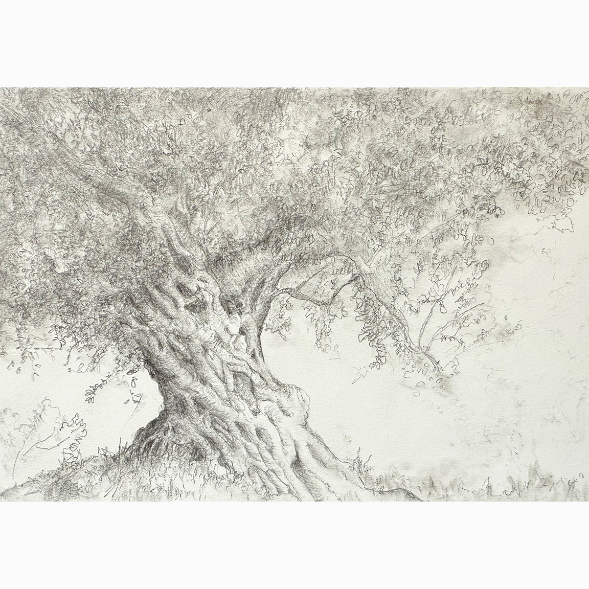 Old Olive Tree Drawing – Patricia O'Brien